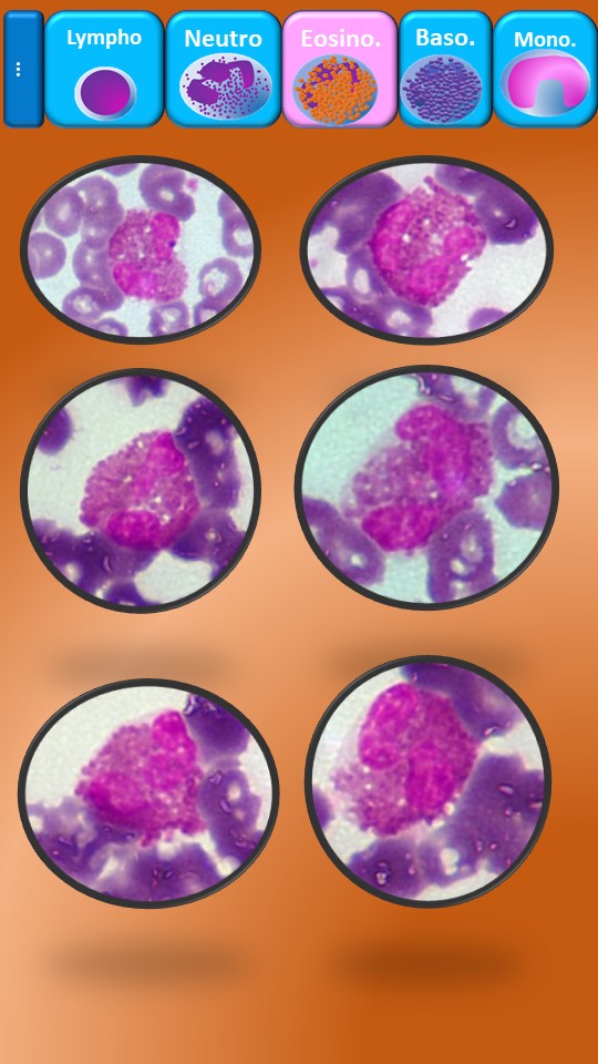 L’appli-Web pour apprendre à reconnaître les leucocytes ...